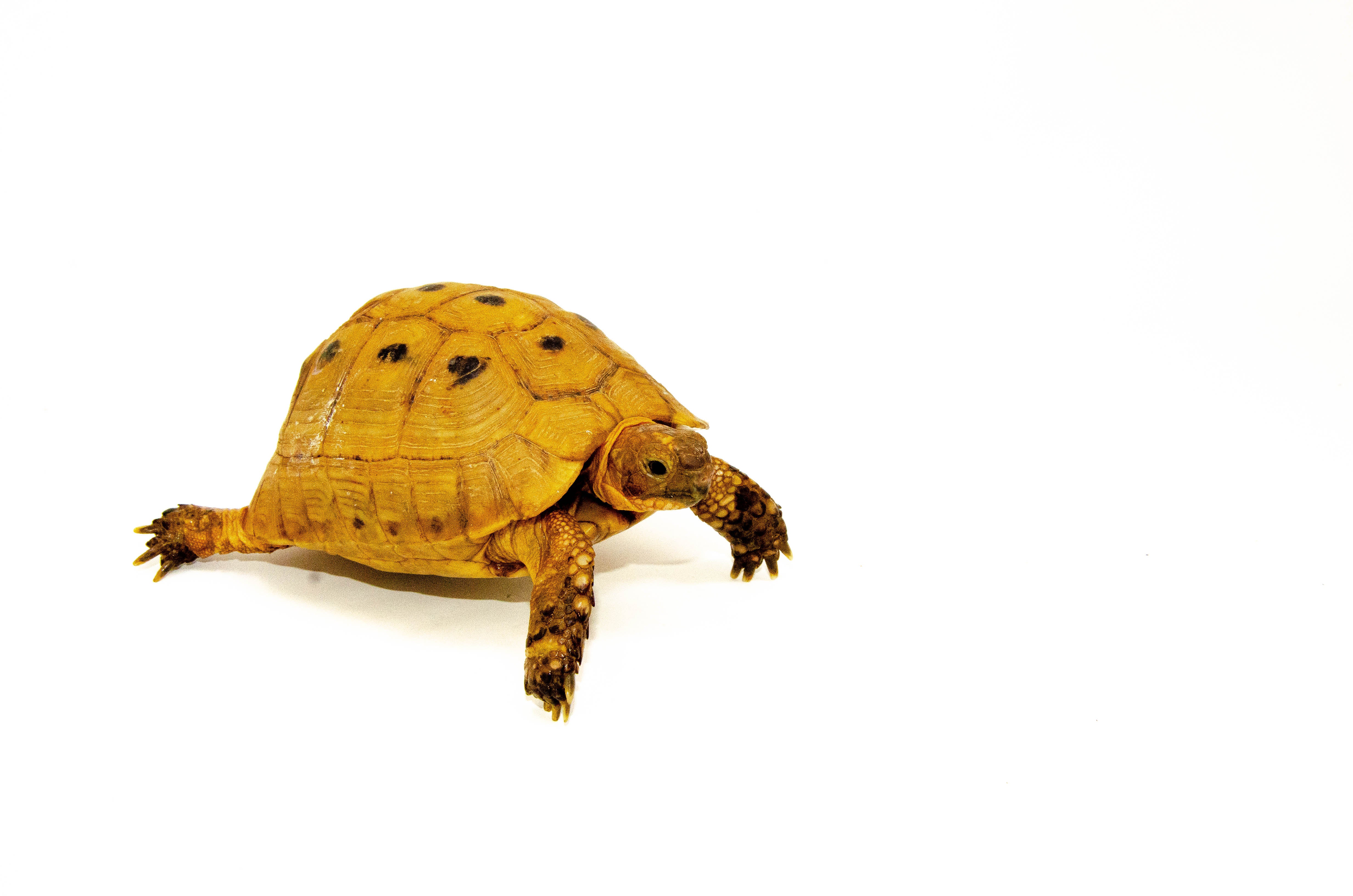 Syrian Golden Greek Tortoise For Sale | American Reptile Distributors