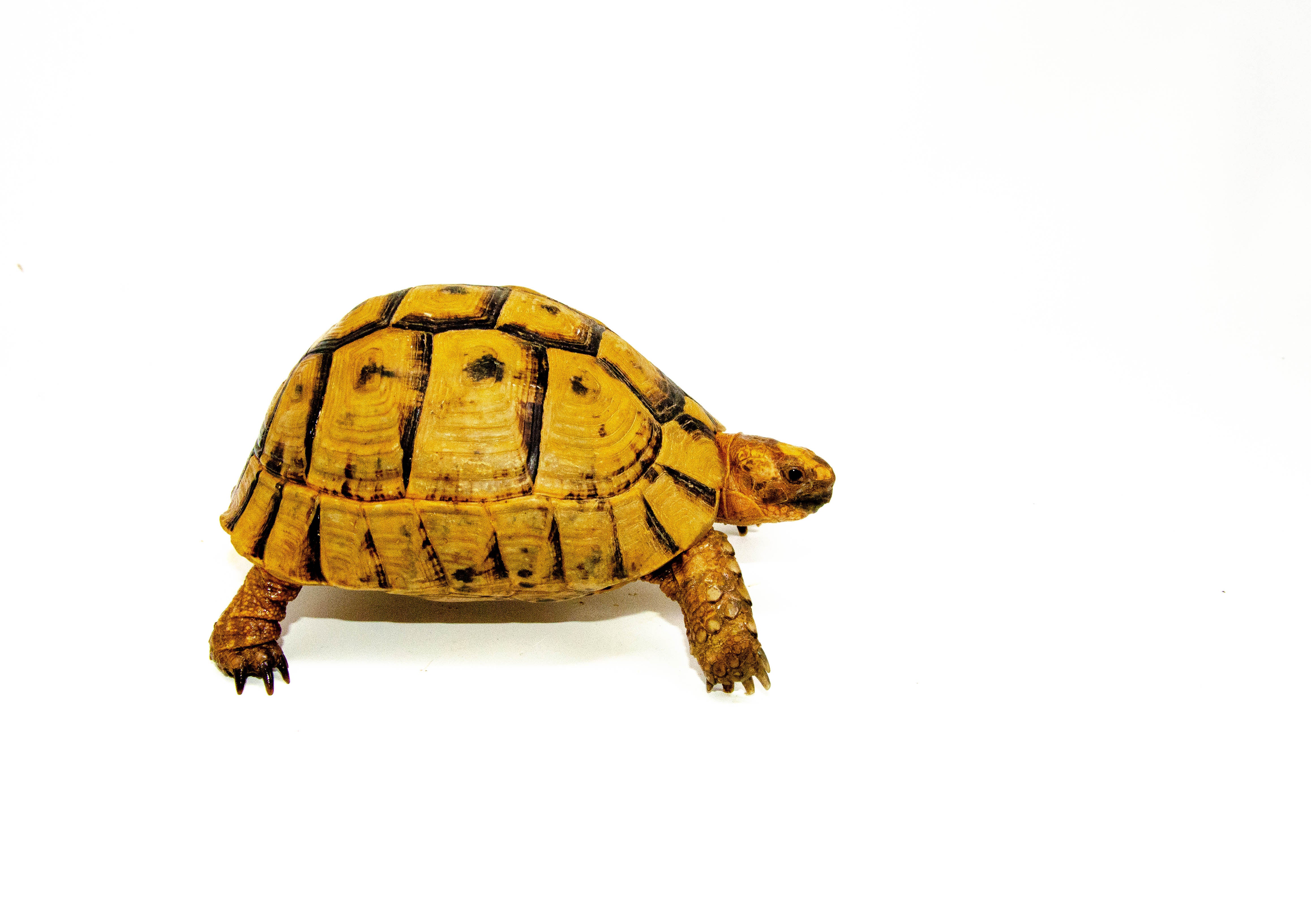 Syrian Golden Greek Tortoise For Sale | American Reptile Distributors