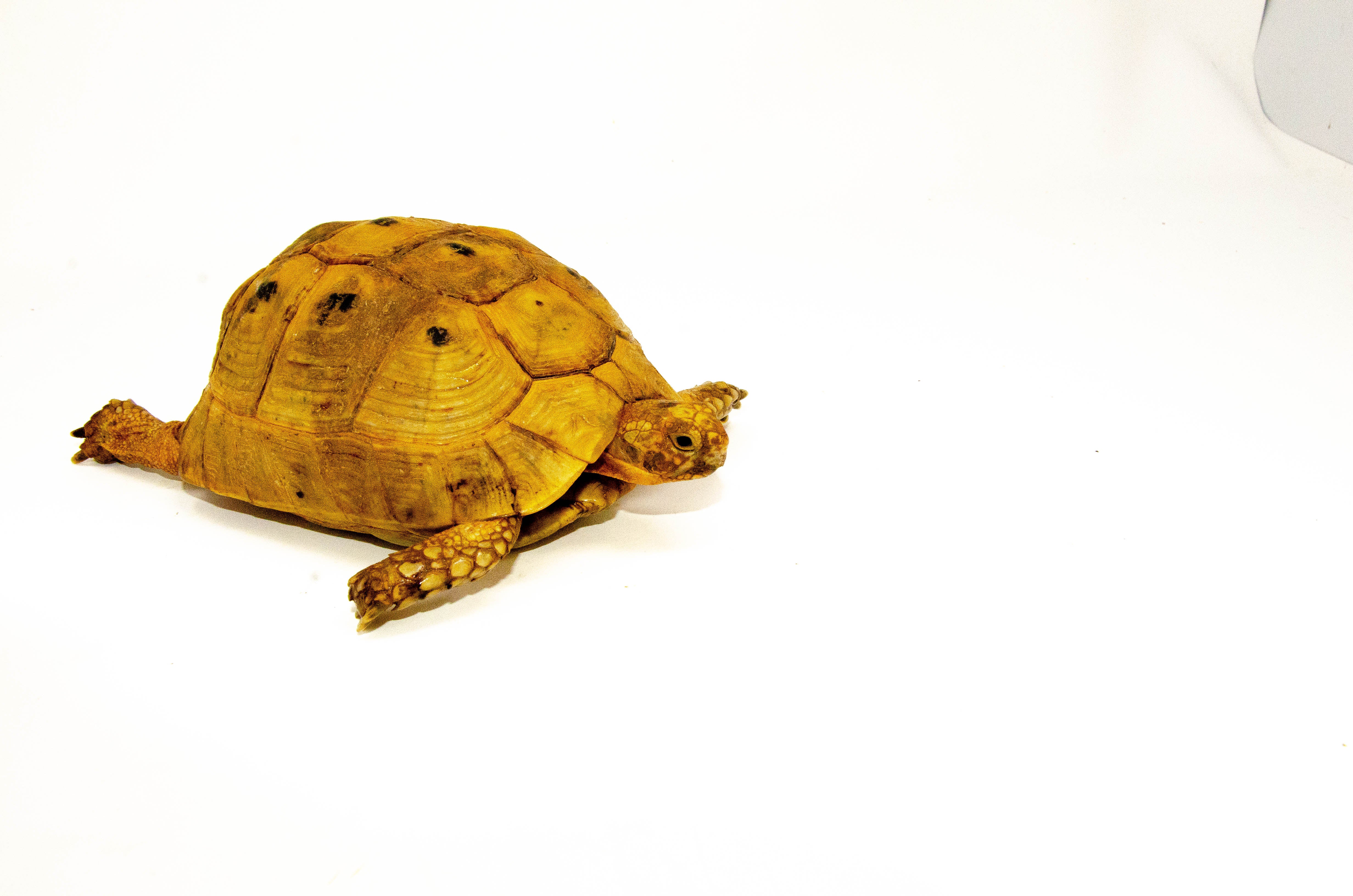 Syrian Golden Greek Tortoise For Sale | American Reptile Distributors