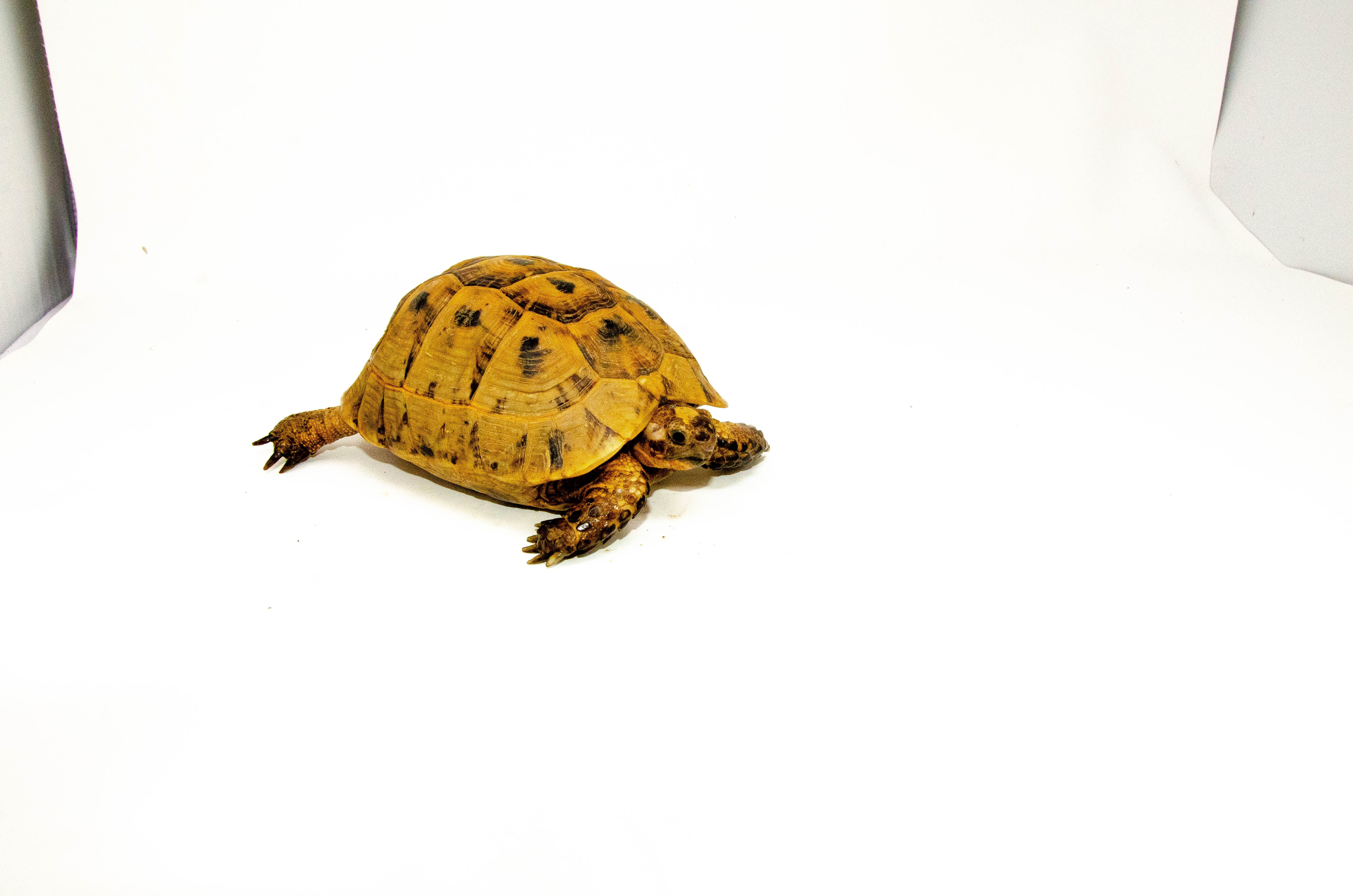 Syrian Golden Greek Tortoise For Sale | American Reptile Distributors