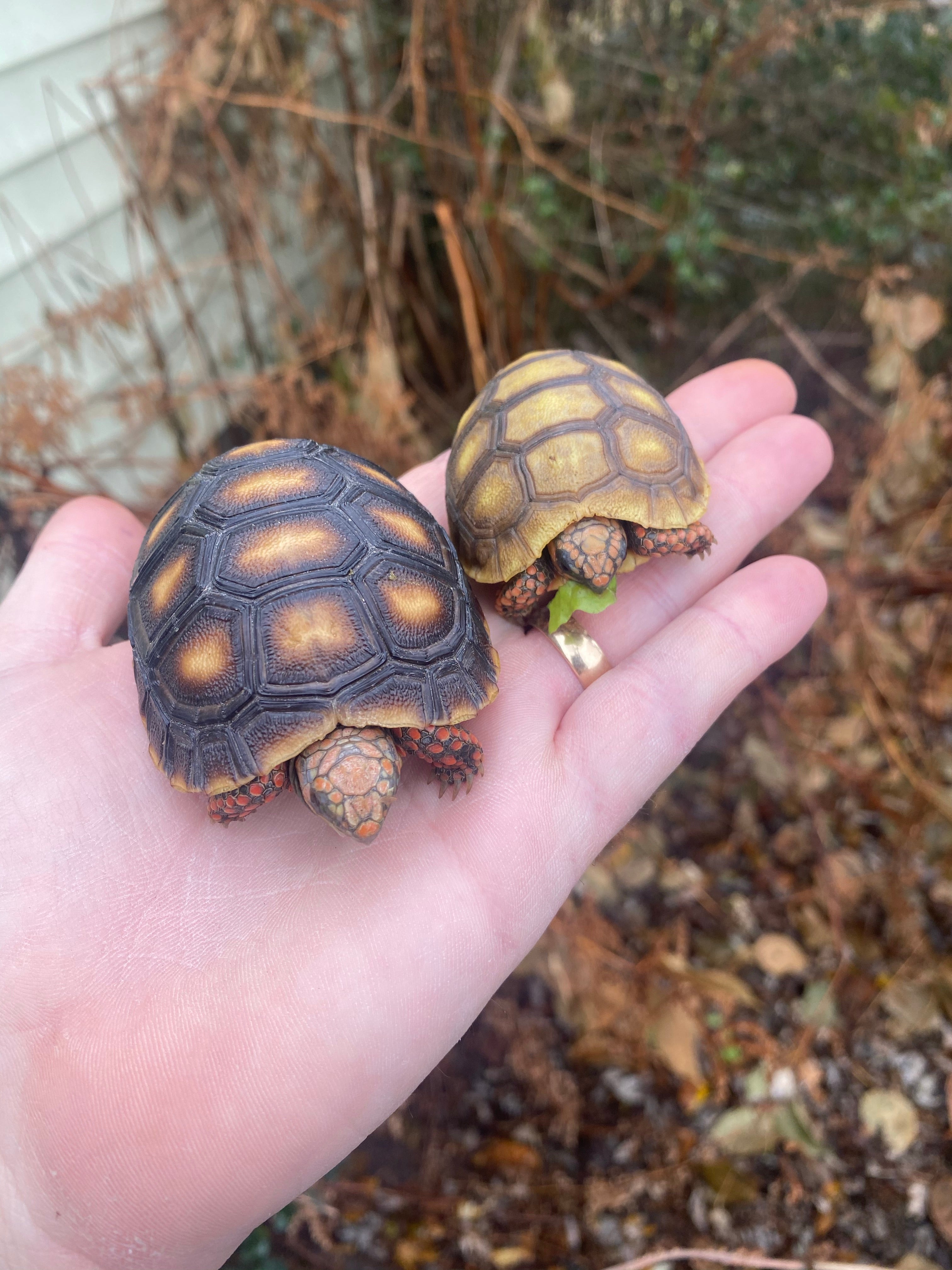 Red Foot Tortoise Babies For Sale | American Reptile Distributors