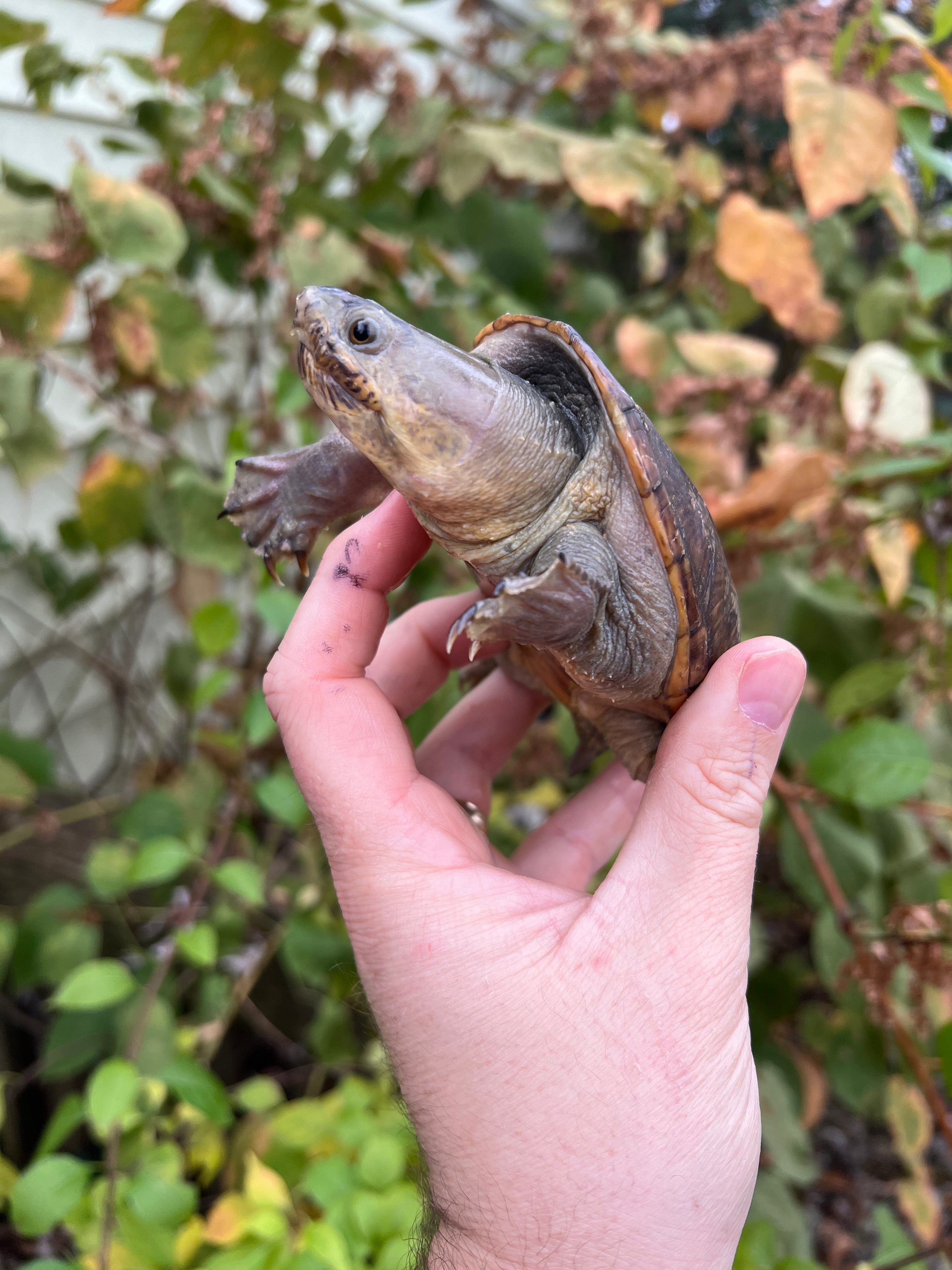 Vampire Musk Turtles For Sale | American Reptile Distributors