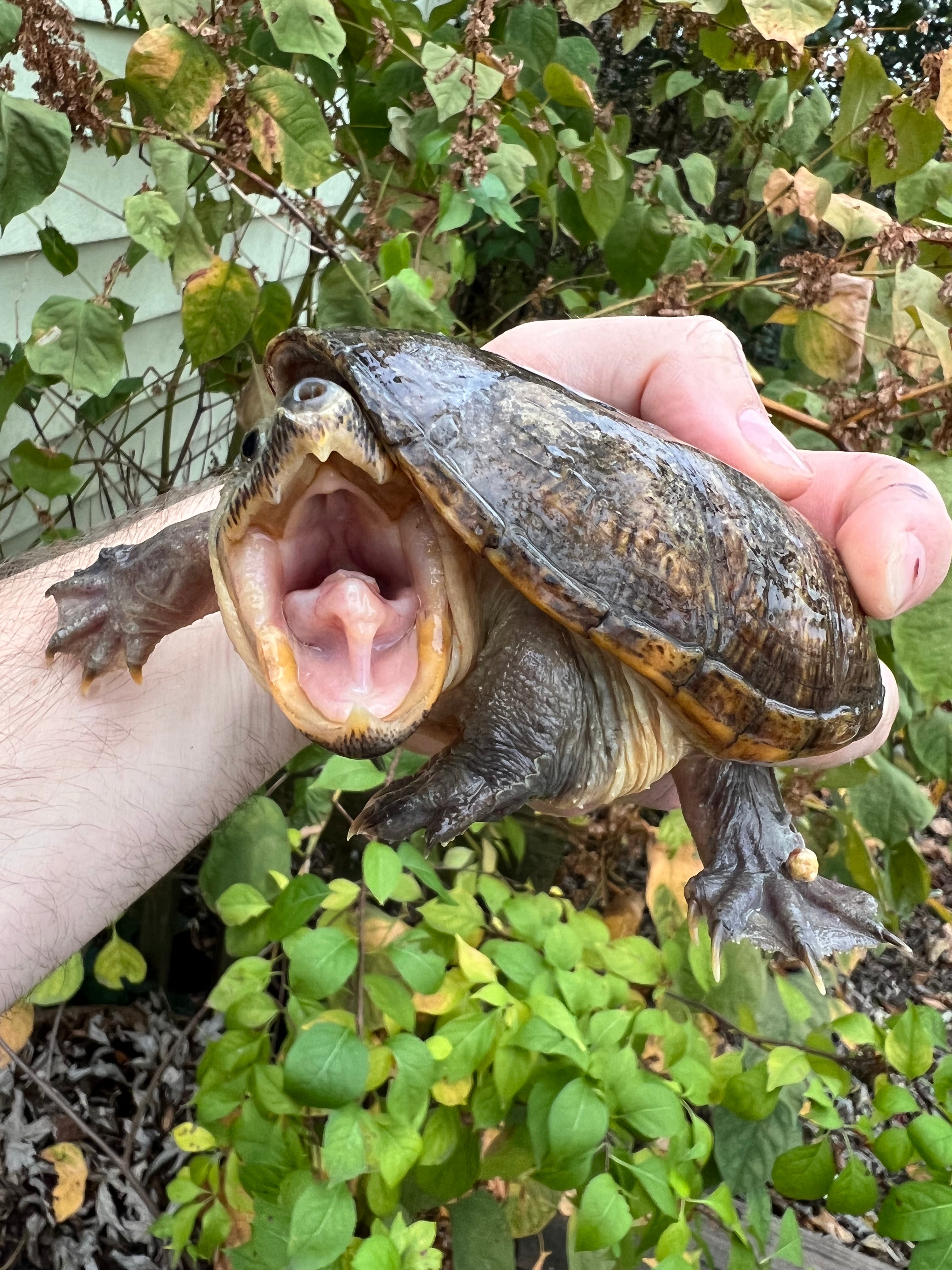 Vampire Musk Turtles For Sale | American Reptile Distributors