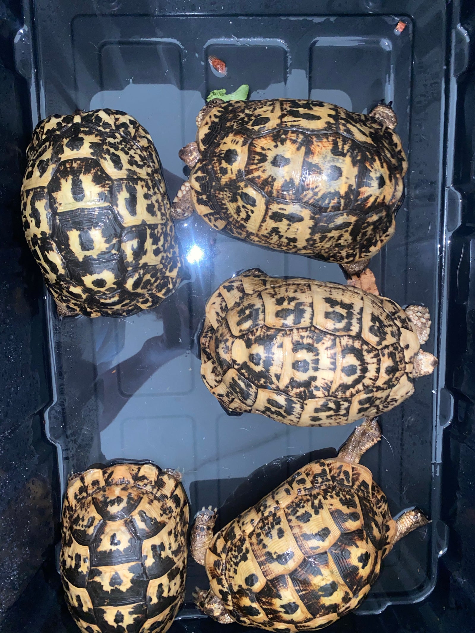 Libyan Greek Tortoise For Sale | American Reptile Distributors